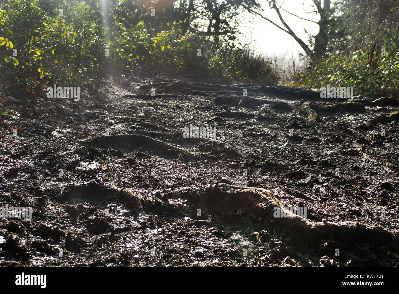 A close up of very muddy tree roots and stumps with the bright sun ...