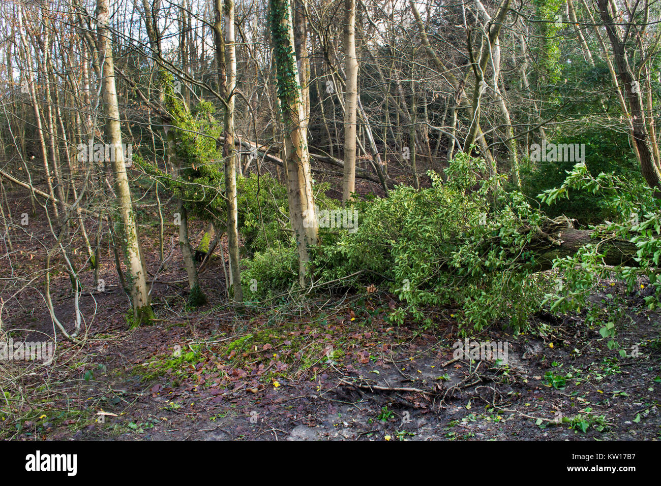 A large green tree fallen down amongst countryside woodland Stock Photo ...