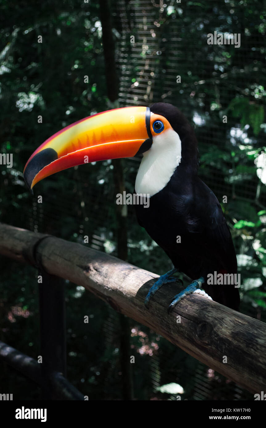 A toco toucan hi-res stock photography and images - Alamy
