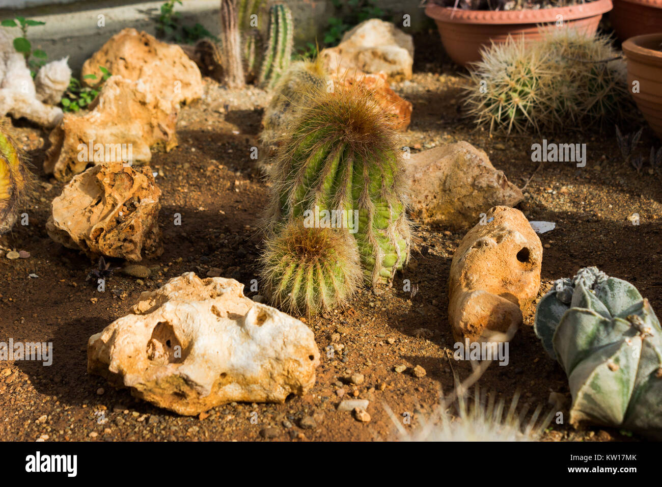 Cactus with soil hi-res stock photography and images - Alamy