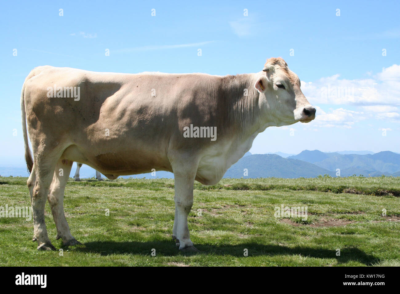 Italian cow hi-res stock photography and images - Alamy