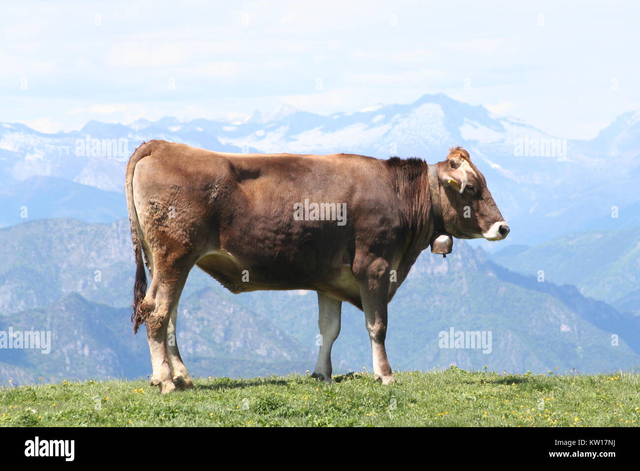 Italian cattle hi-res stock photography and images - Alamy