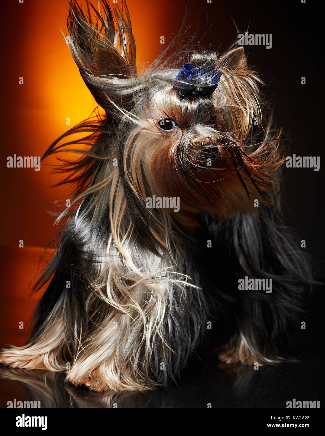 Dark brown yorkshire terrier hi-res stock photography and images - Alamy