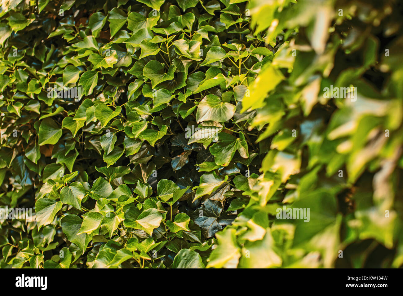 Green bushes. in forest Stock Photo - Alamy