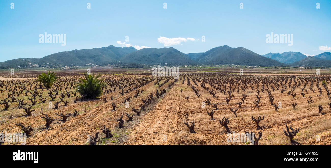 grapevines in winter in Jalon valley, Costa Blanca, Alicante, Spain ...