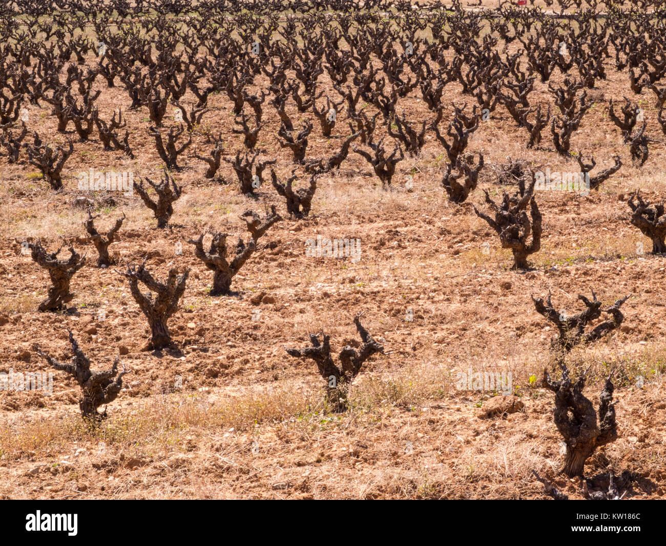 grapevines in winter in Jalon valley, Costa Blanca, Alicante, Spain ...