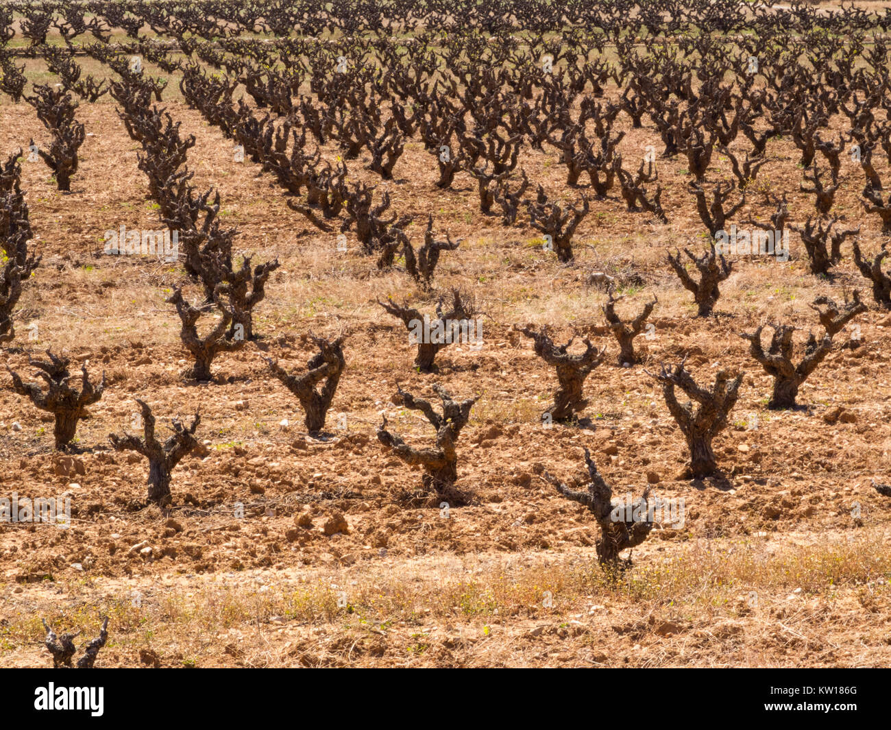 grapevines in winter in Jalon valley, Costa Blanca, Alicante, Spain ...