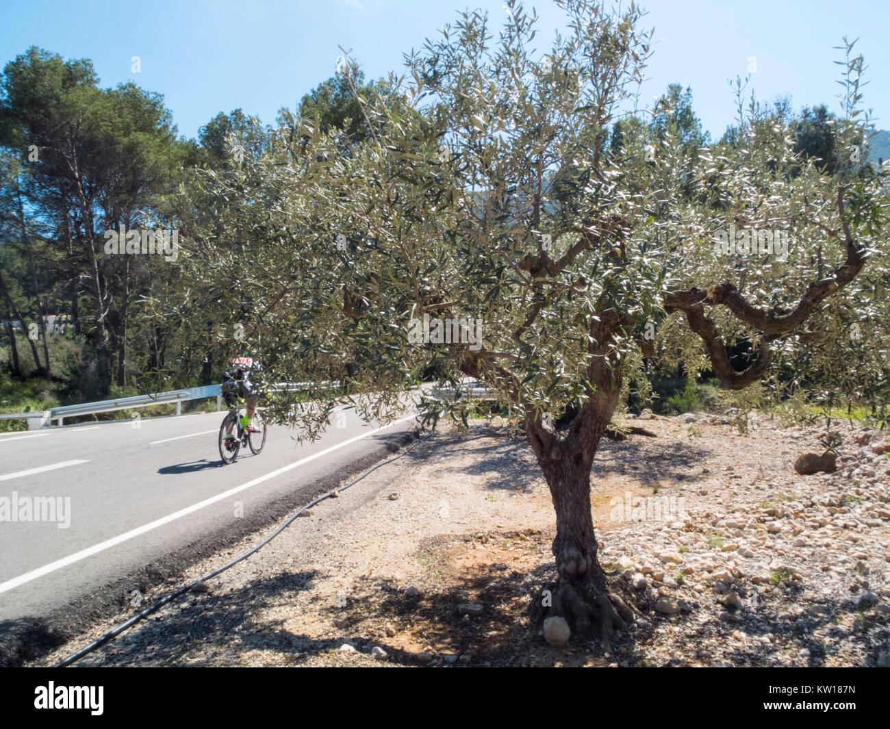 olive trees in winter in Jalon valley, Costa Blanca, Alicante, Spain ...