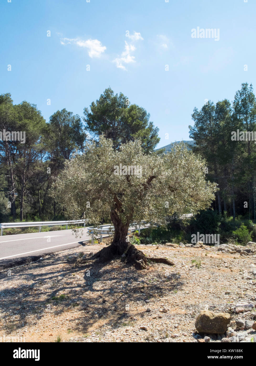 olive trees in winter in Jalon valley, Costa Blanca, Alicante, Spain ...