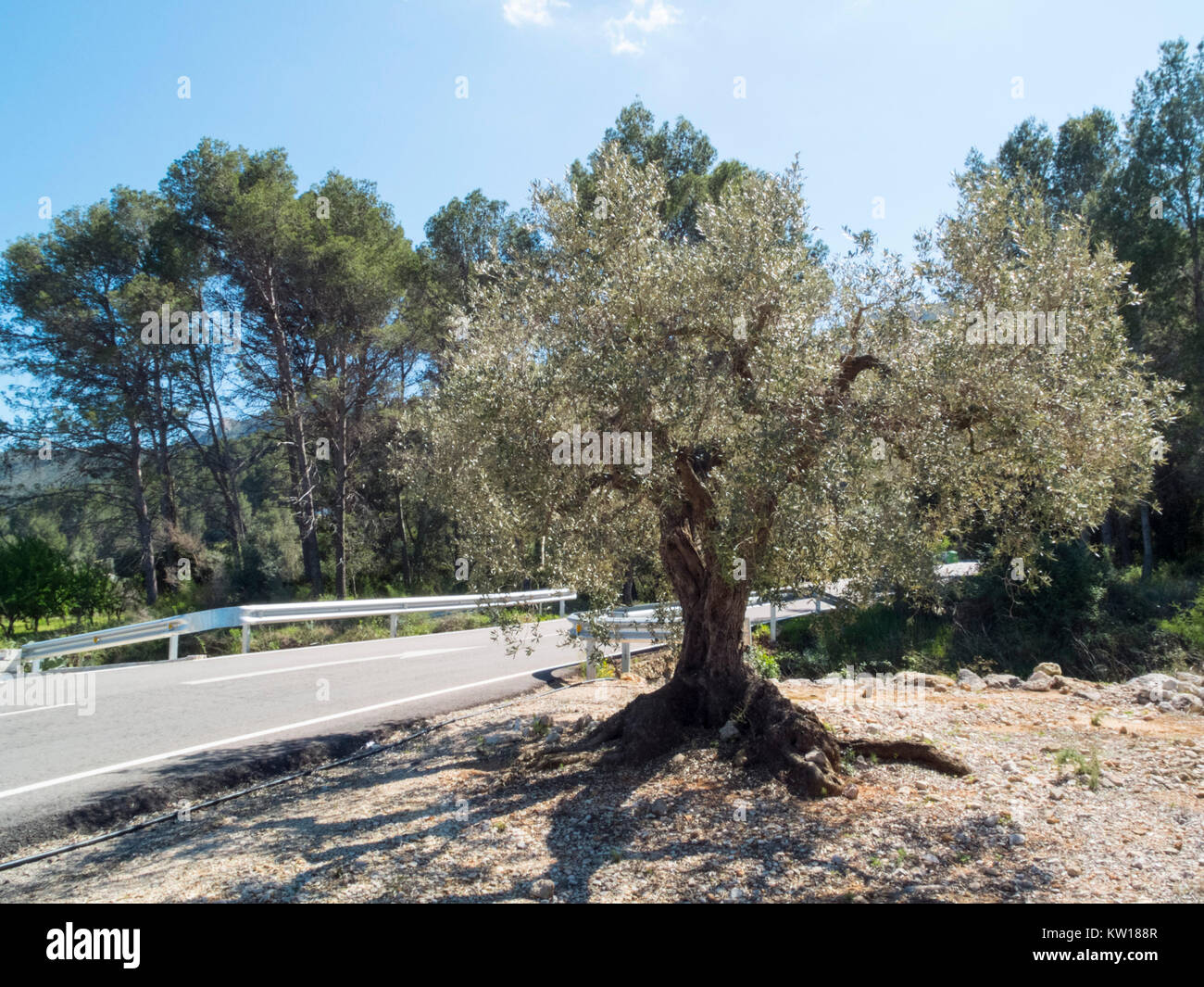 olive trees in winter in Jalon valley, Costa Blanca, Alicante, Spain ...