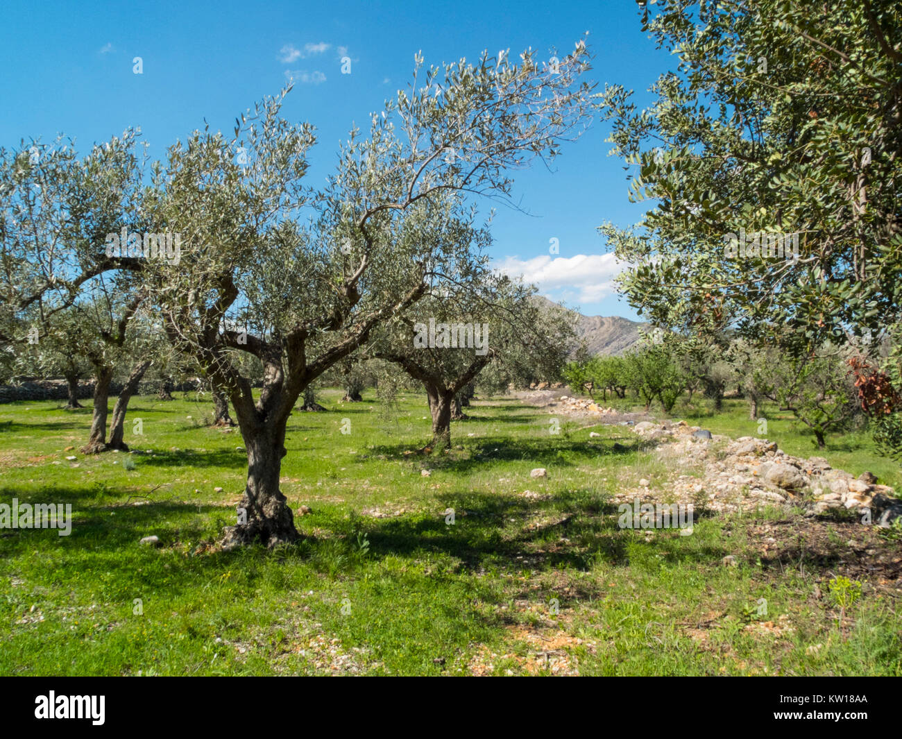olive trees in winter in Jalon valley, Costa Blanca, Alicante, Spain ...