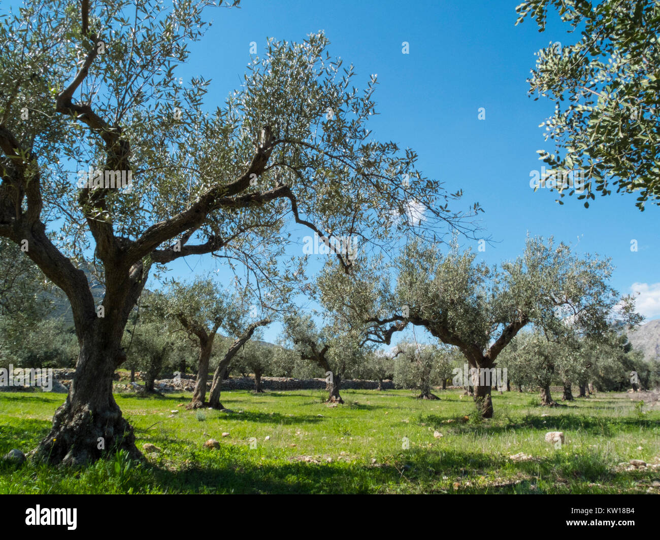olive trees in winter in Jalon valley, Costa Blanca, Alicante, Spain ...
