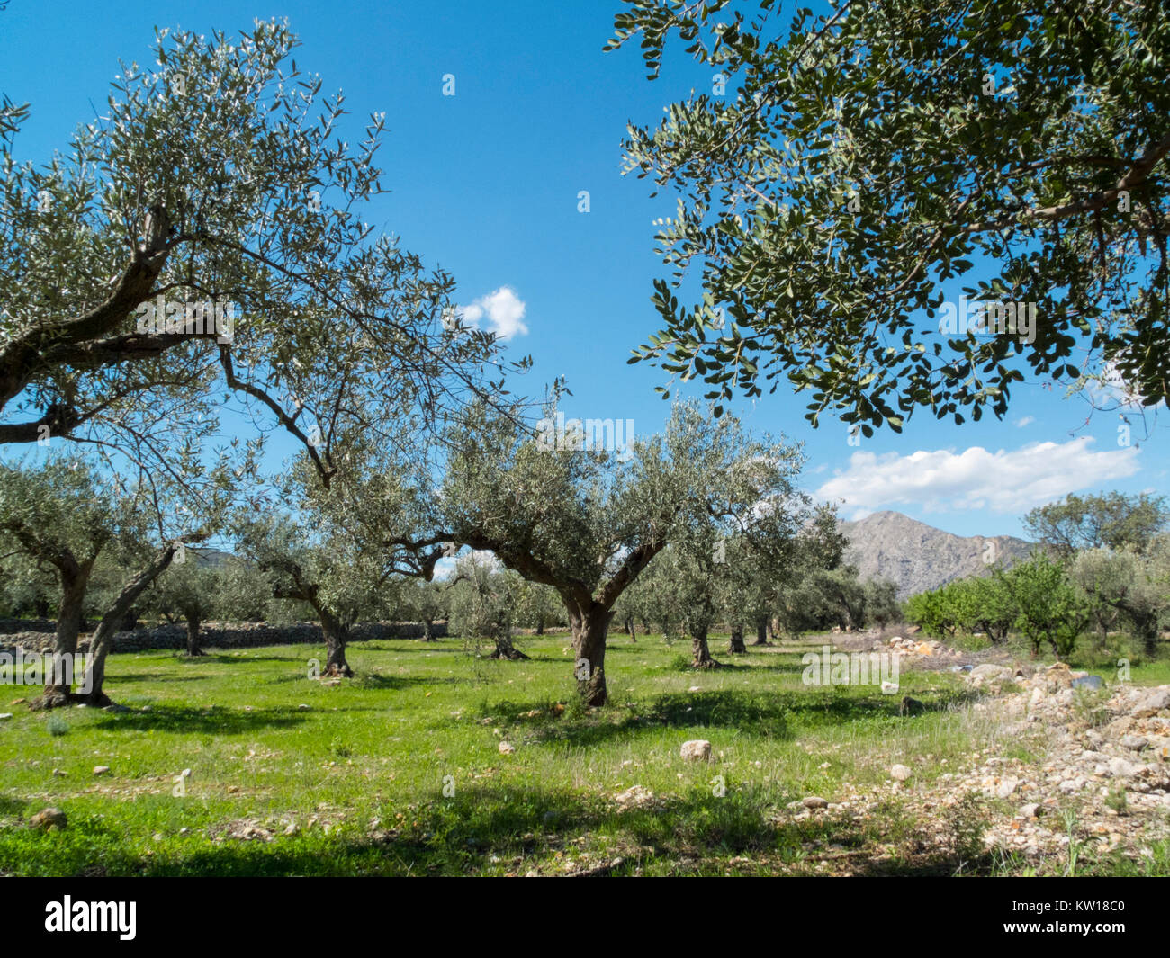olive trees in winter in Jalon valley, Costa Blanca, Alicante, Spain ...