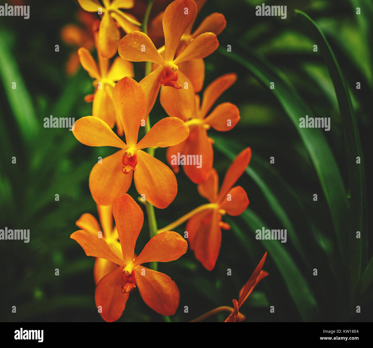 Beautiful orange orchid Stock Photo - Alamy