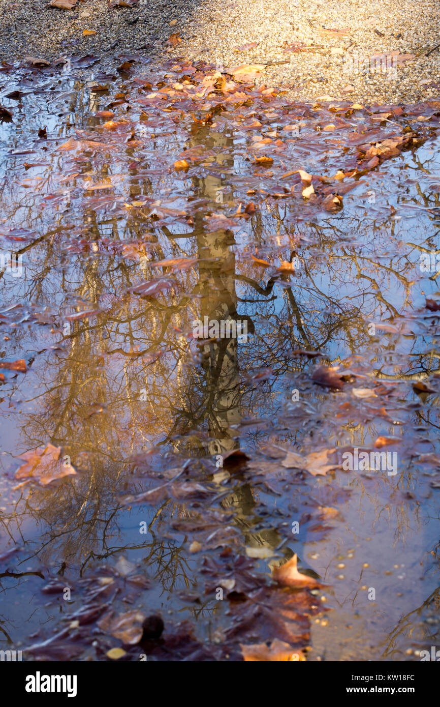 Reflection of a tree in autumn Stock Photo - Alamy
