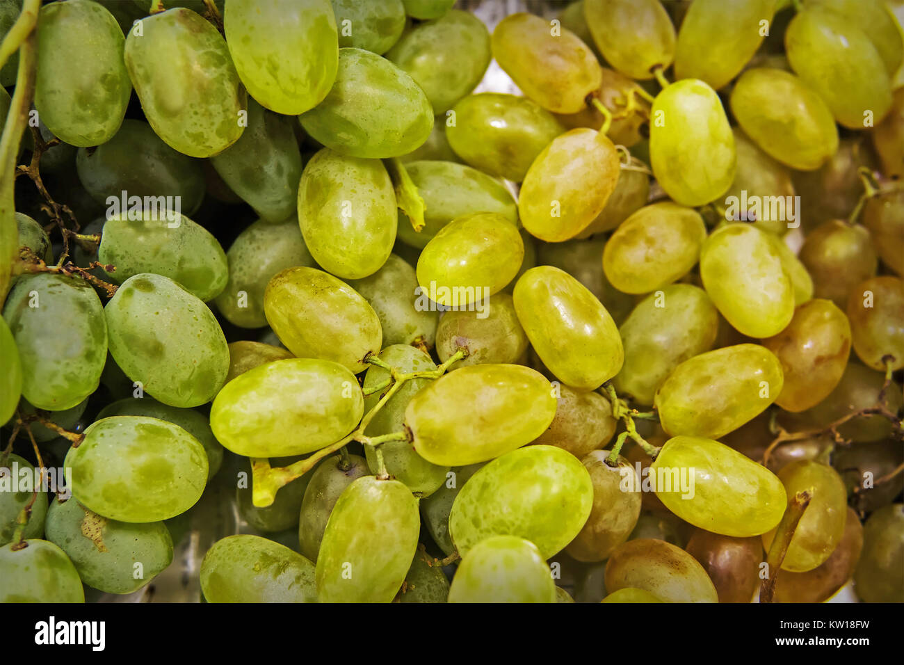 Thompson Seedless, Sultana, Vitis Vinifera, Variedad De Uva Con Pálidos ... Thompson Seedless, Sultana, Vitis Vinifera, Variedad De Uva Con Pálidos ...