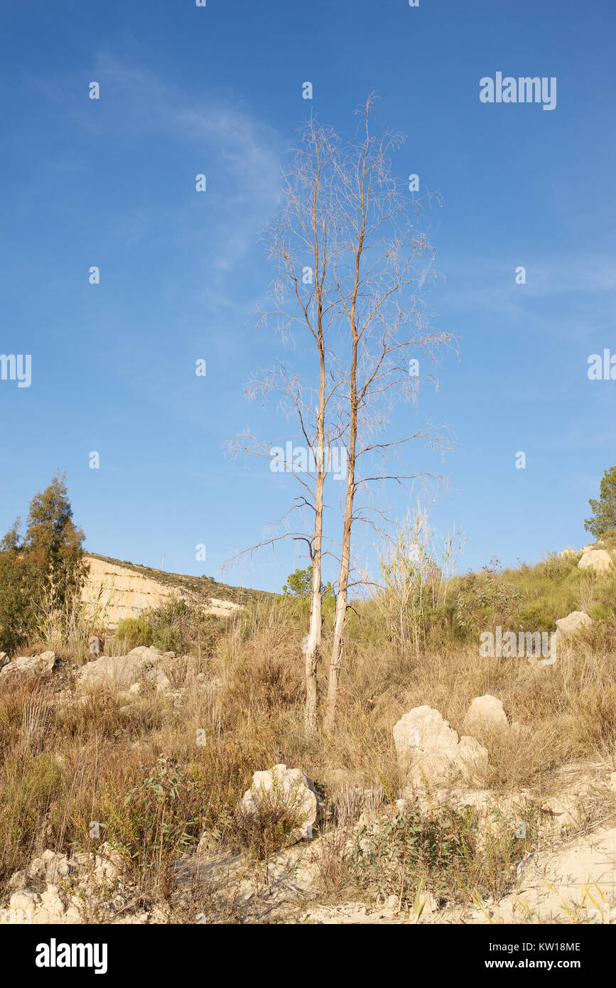 Leafless tree in the landscape Stock Photo - Alamy