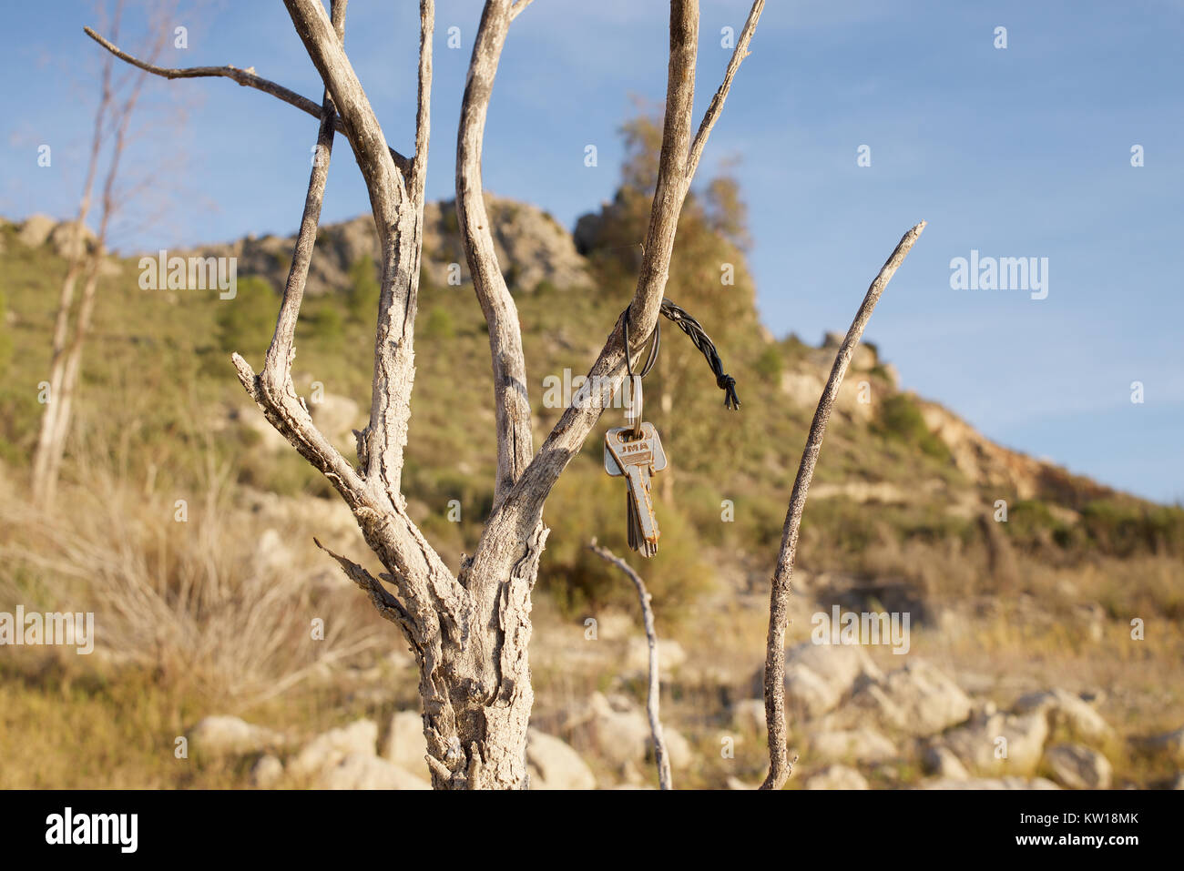 Keys hanging from a branch of a tree in the countryside Stock Photo - Alamy