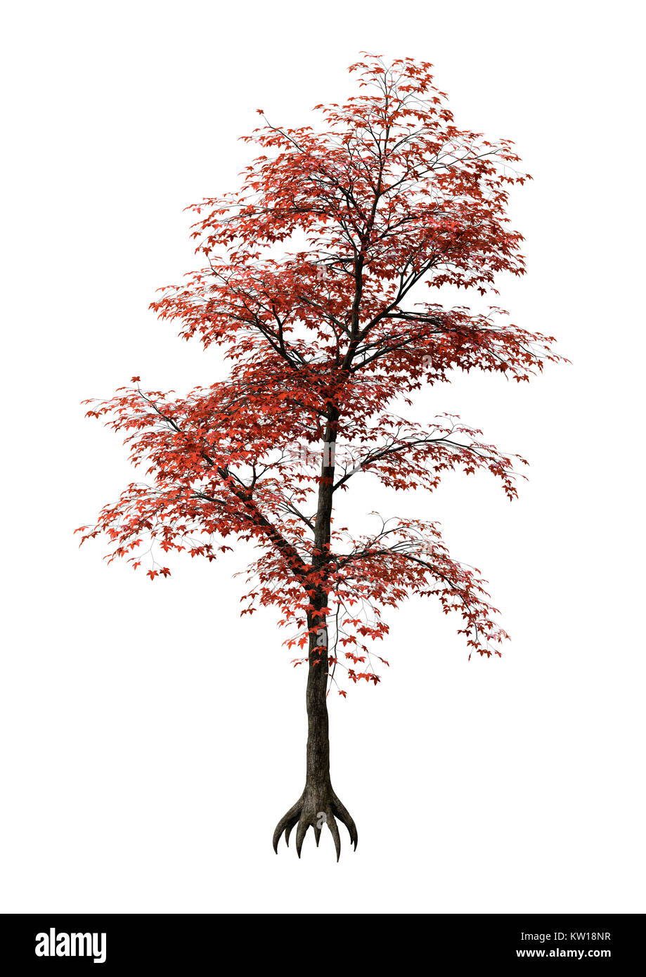 3D rendering of a red Japanese maple tree isolated on white background ...