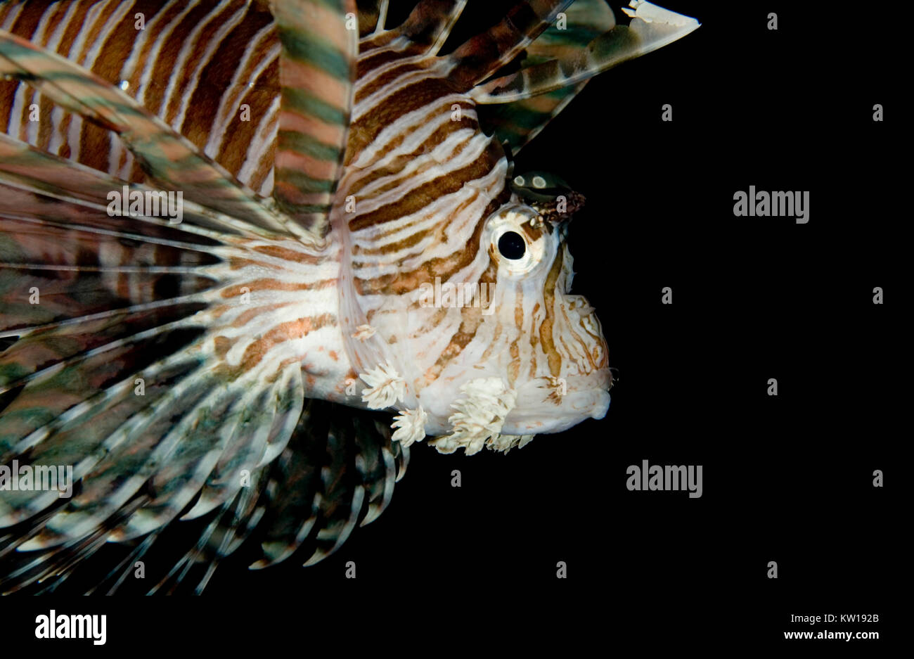 Indo pacific common lionfish hi-res stock photography and images - Alamy