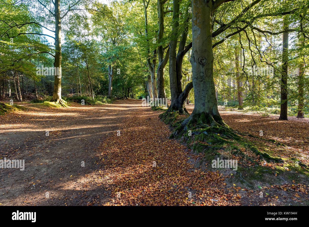 Avenue of Trees Stock Photo - Alamy