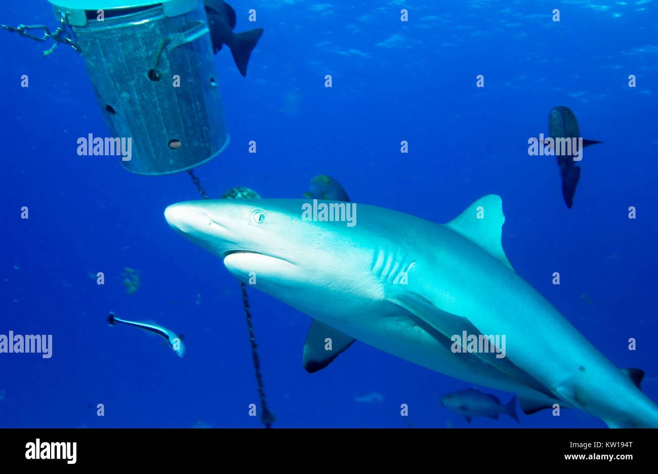 Caribbean reef shark hi-res stock photography and images - Alamy