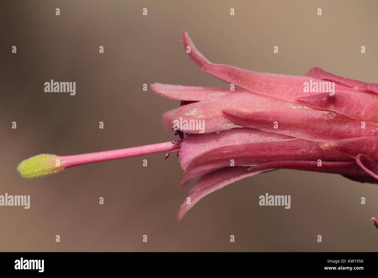 Marginal ecosystem hi-res stock photography and images - Alamy