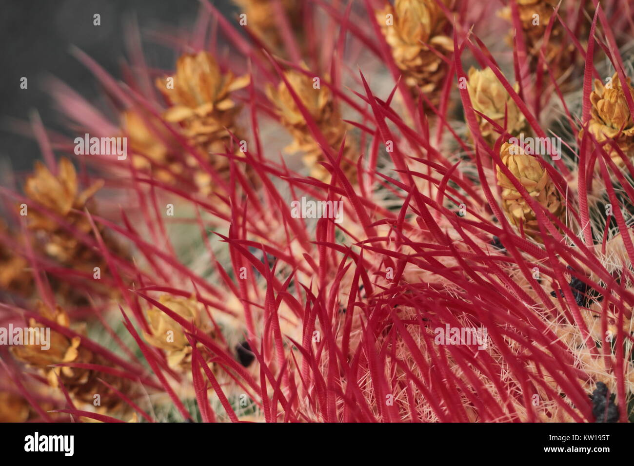 Marginal ecosystem hi-res stock photography and images - Alamy