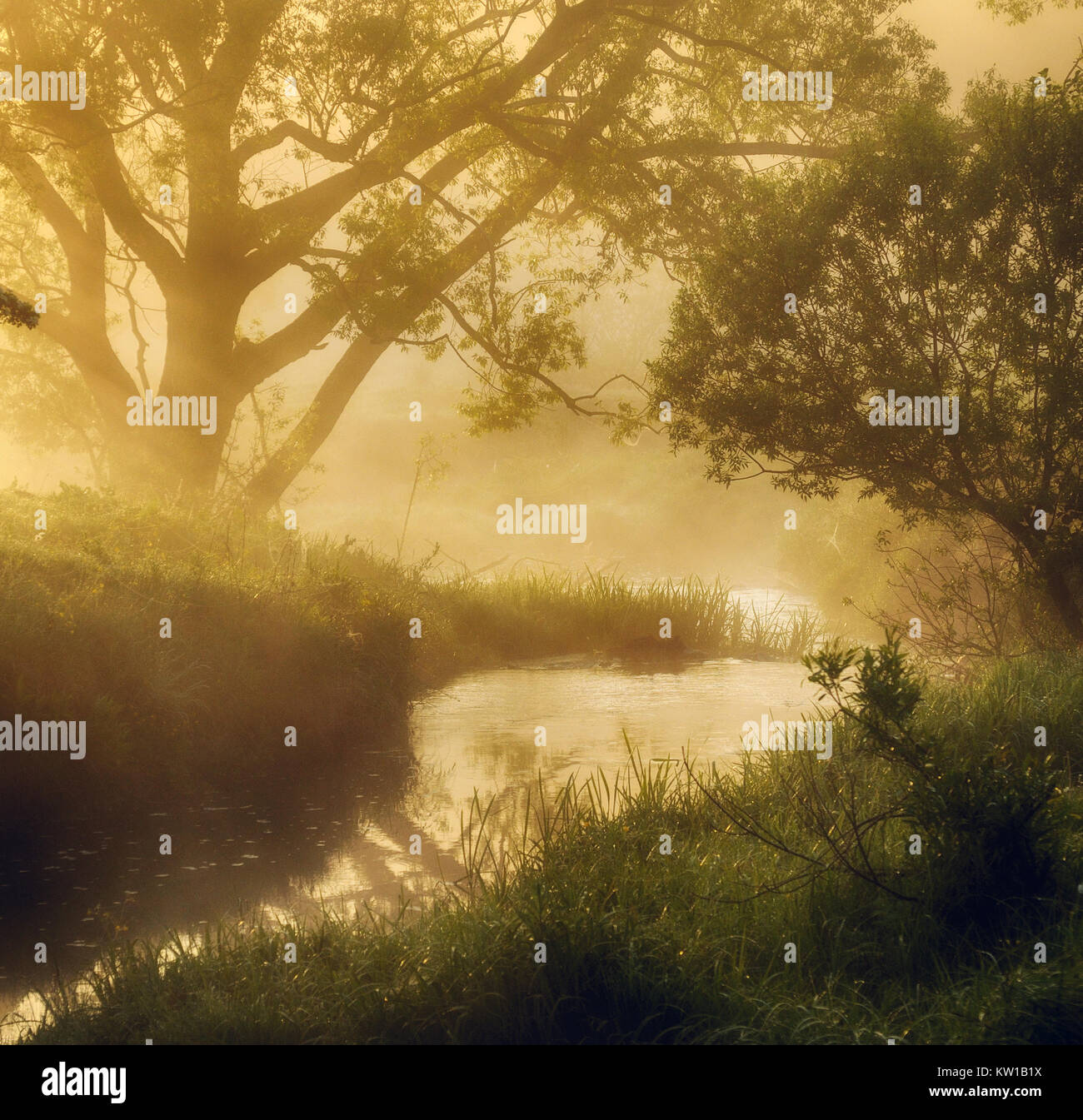 Sun rays. a picturesque foggy morning. spring dawn Stock Photo - Alamy
