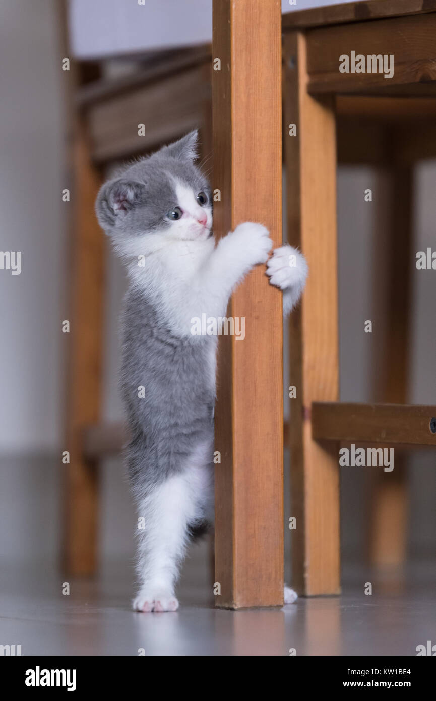 Cute kitten, indoor shooting Stock Photo - Alamy