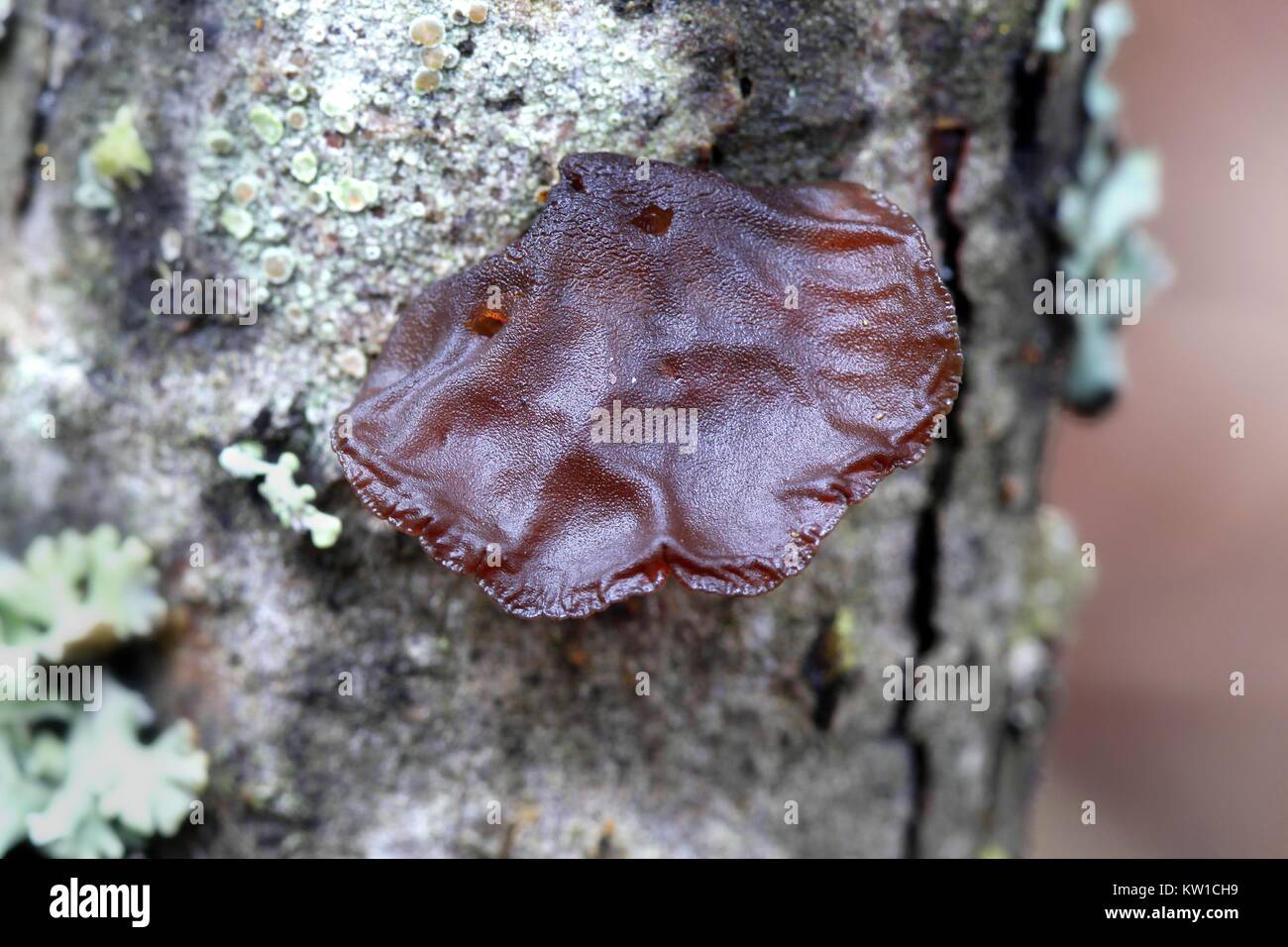 Amber jelly fungus, Exidia recisa, growing on a willow in Finland Stock ...
