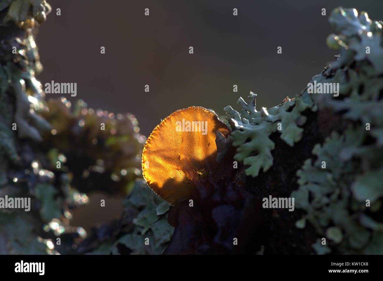 Amber jelly fungus, Exidia recisa, growing on a willow in Finland Stock ...