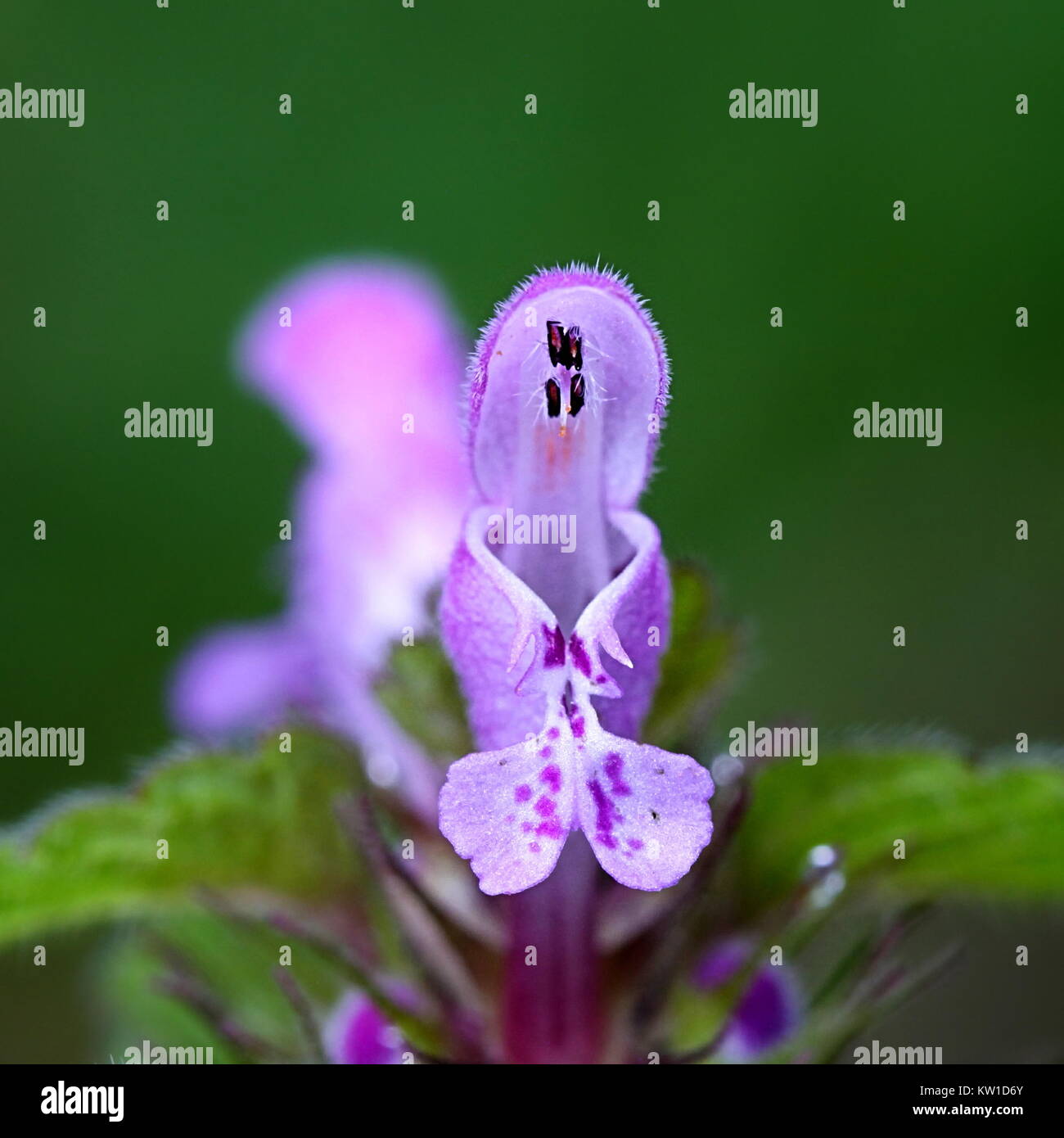 Lamium purpureum, known as red dead-nettle, purple dead-nettle, red ...
