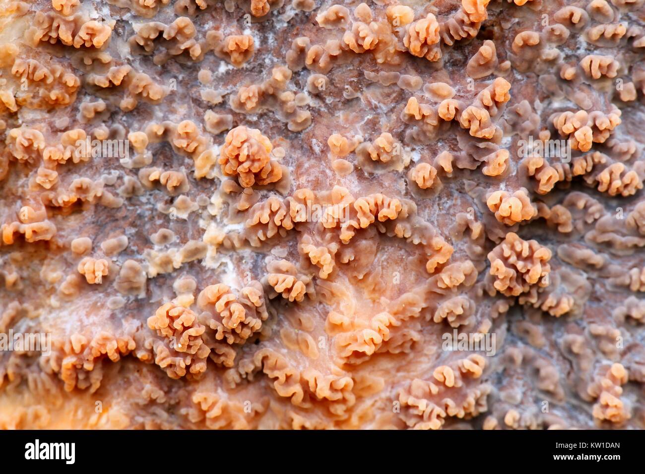 Wrinkled crust fungi, Phlebia radiata Stock Photo - Alamy