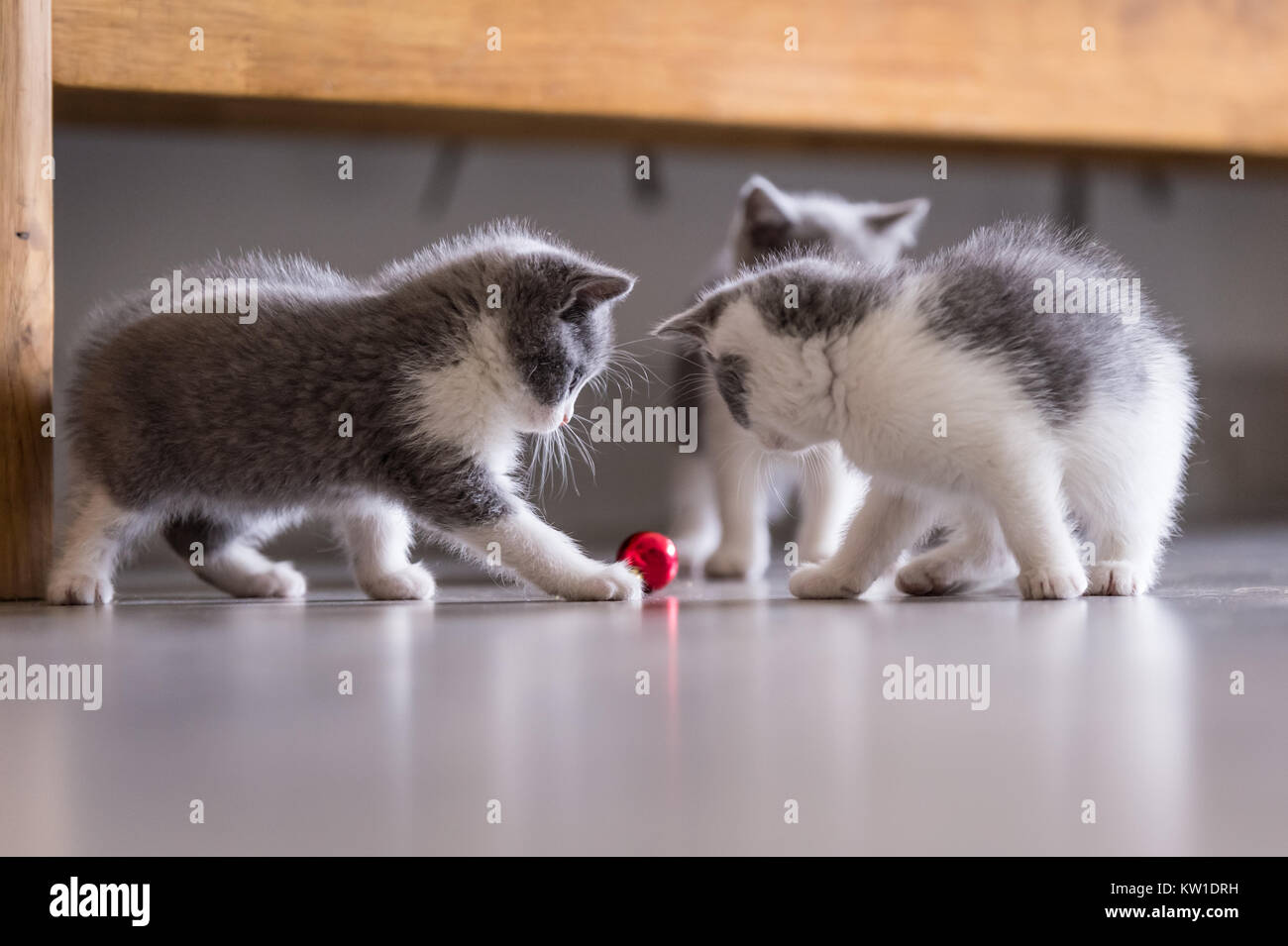 Cute kitten, indoor shooting Stock Photo - Alamy