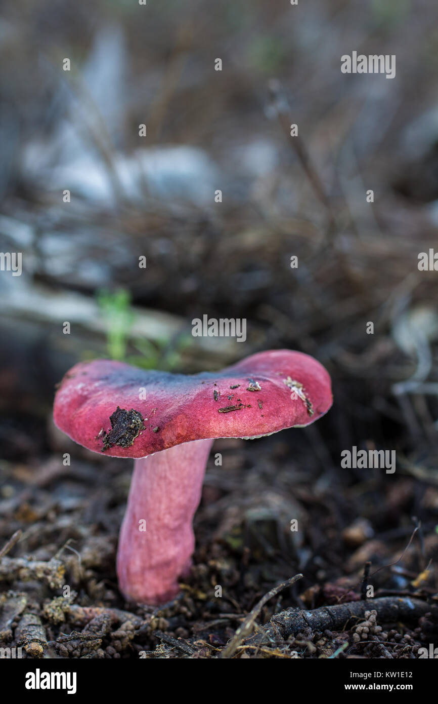 Hongo hongo hongo hongo naturaleza hi-res stock photography and images ...