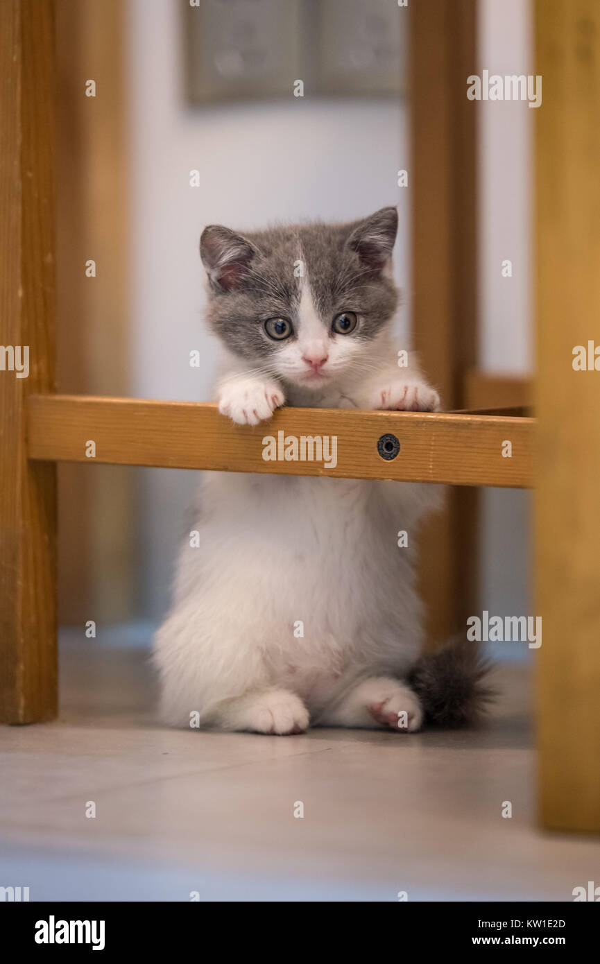 Cute kitten, indoor shooting Stock Photo - Alamy