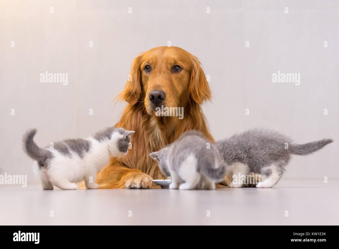 Golden retriever and Cute kitten Stock Photo - Alamy