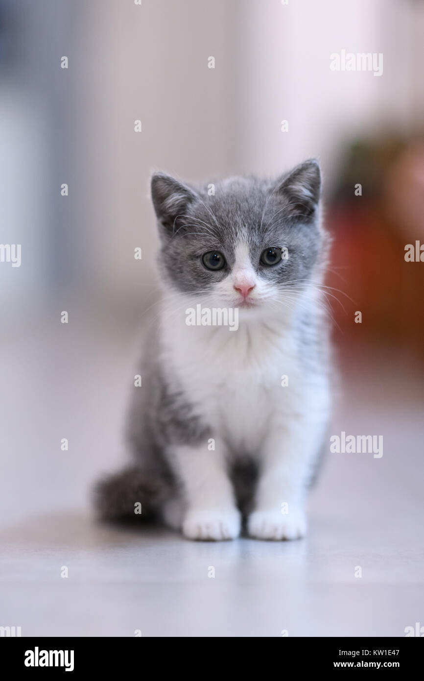 Cute kitten, indoor shooting Stock Photo - Alamy