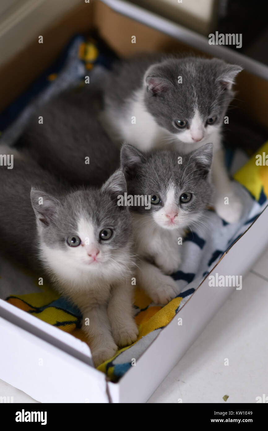 Cute kitten, indoor shooting Stock Photo - Alamy