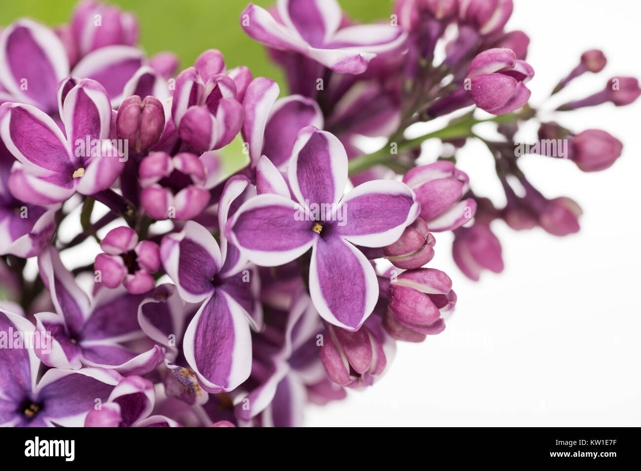 Beautiful Lilac Flowers with drops of Water Stock Photo - Alamy