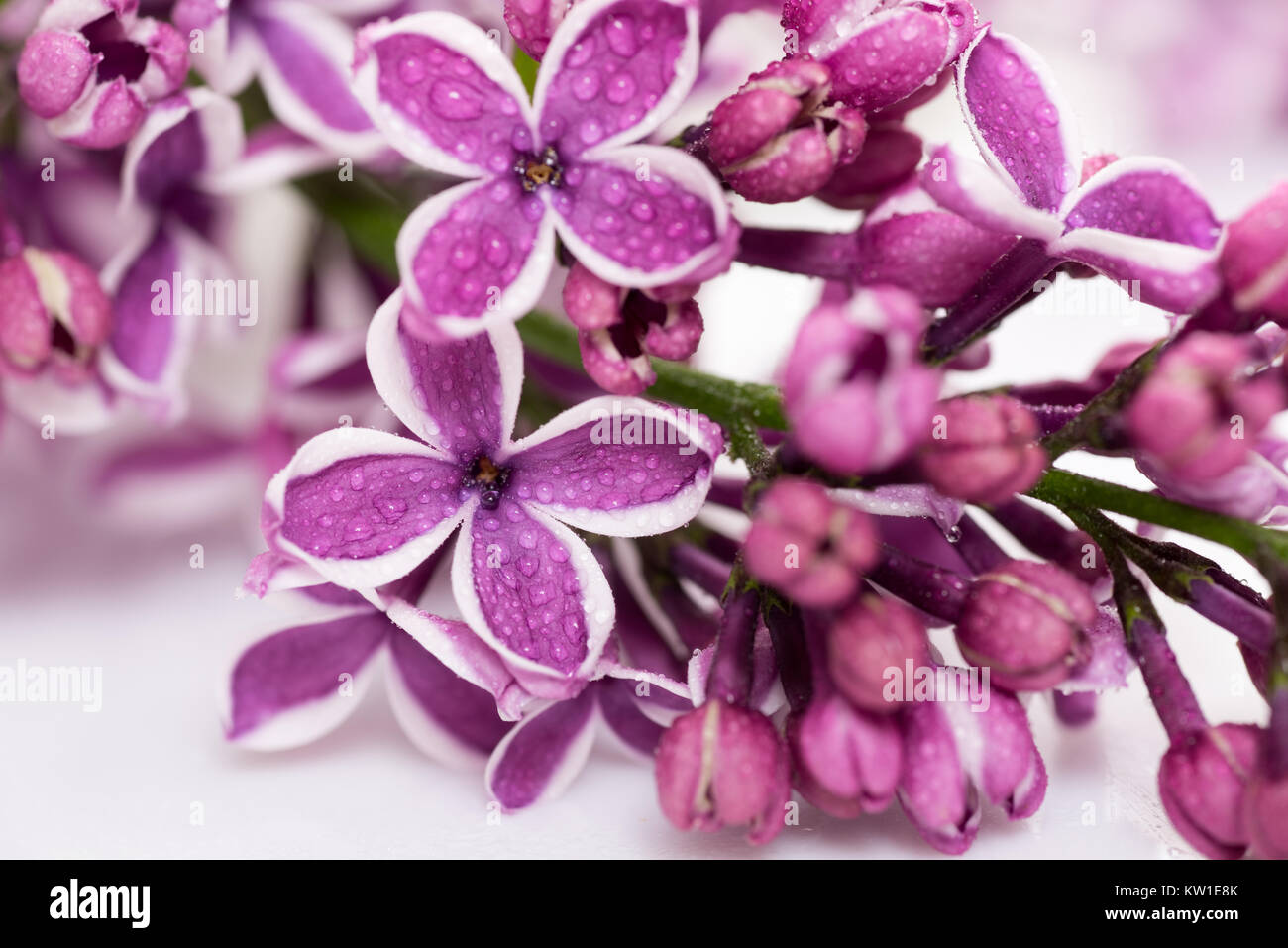 Beautiful Lilac Flowers with drops of Water Stock Photo - Alamy