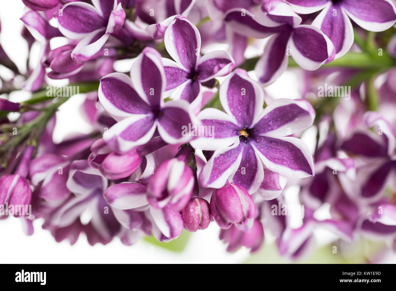Beautiful Lilac Flowers with drops of Water Stock Photo - Alamy
