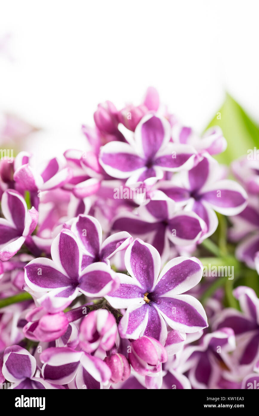 Beautiful Lilac Flowers with drops of Water Stock Photo - Alamy