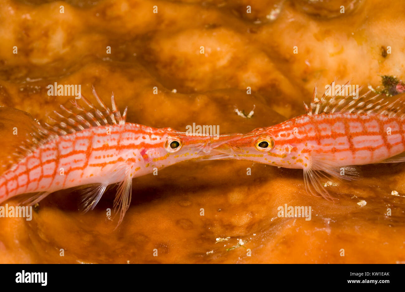 Long nose fish hi-res stock photography and images - Alamy