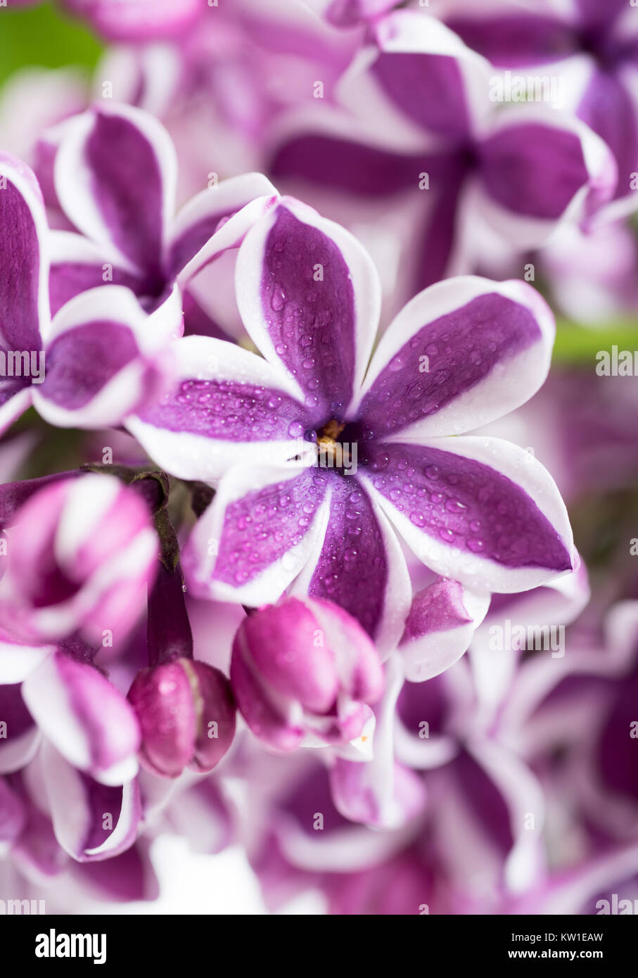 Beautiful Lilac Flowers with drops of Water Stock Photo - Alamy