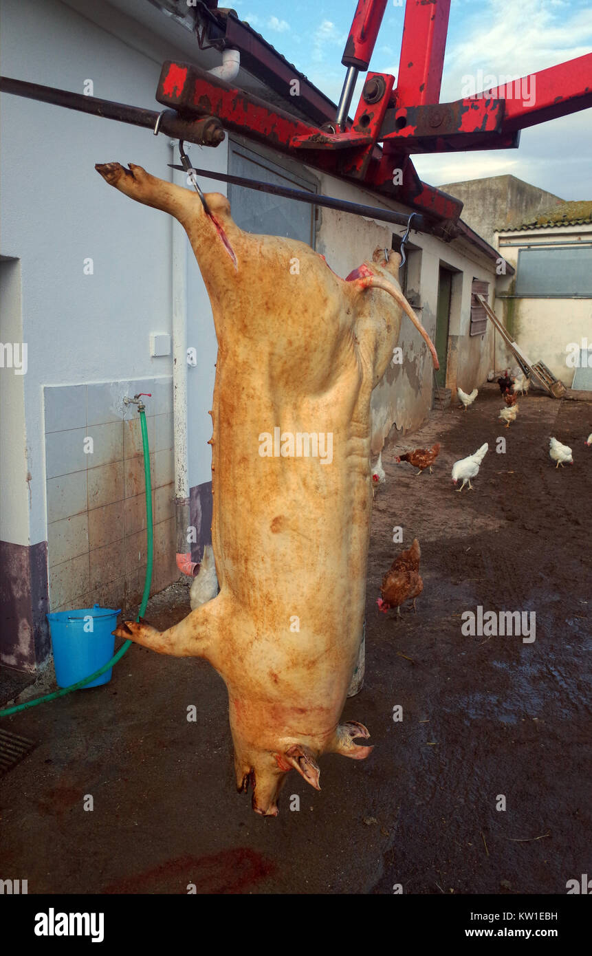 Flesh eating animals hi-res stock photography and images - Alamy
