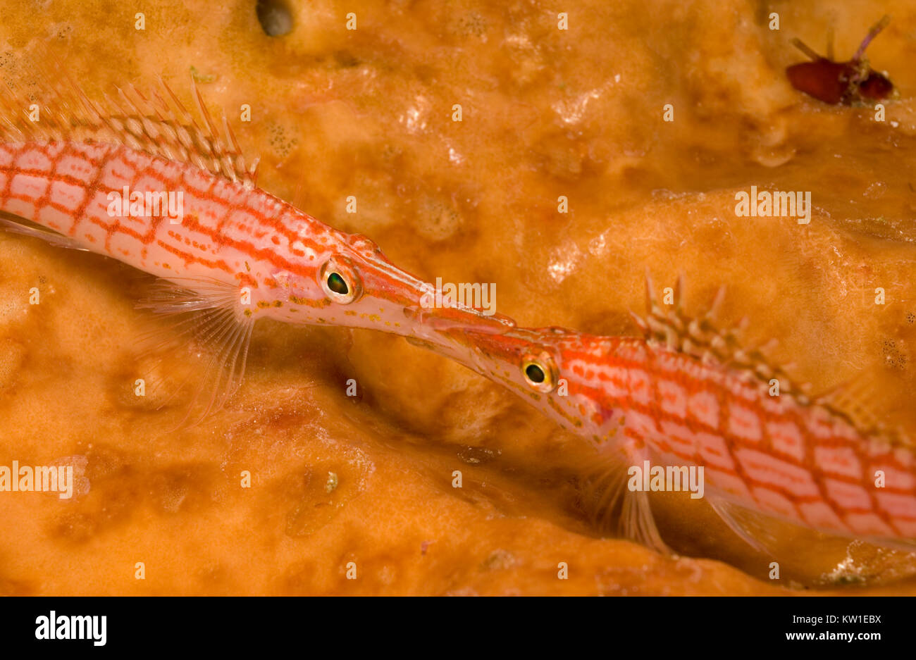 Long nose fish hi-res stock photography and images - Alamy