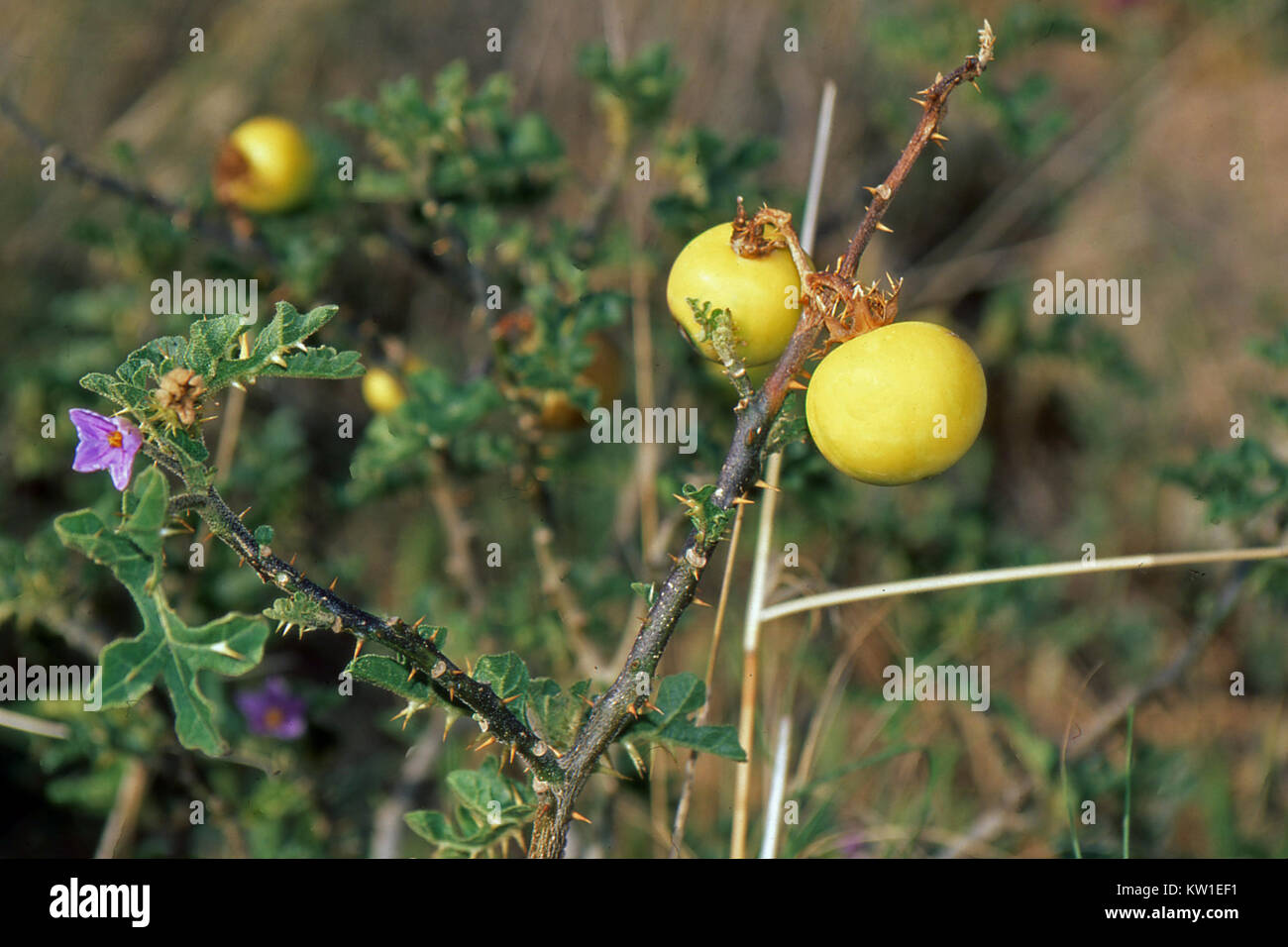 Sodom's apple pr Devil's apple (Solanum sodomaeum Stock Photo - Alamy
