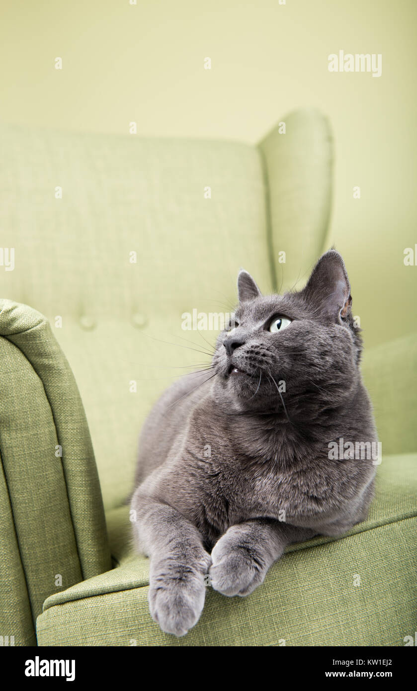 Gray cat outdoor hi-res stock photography and images - Alamy
